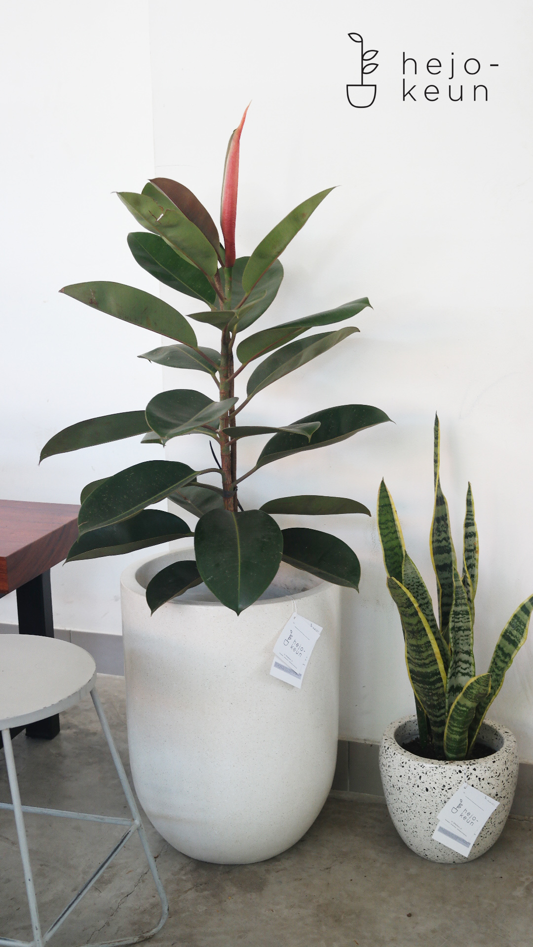 Terazo pot & Plant Styling - RIRERIRE